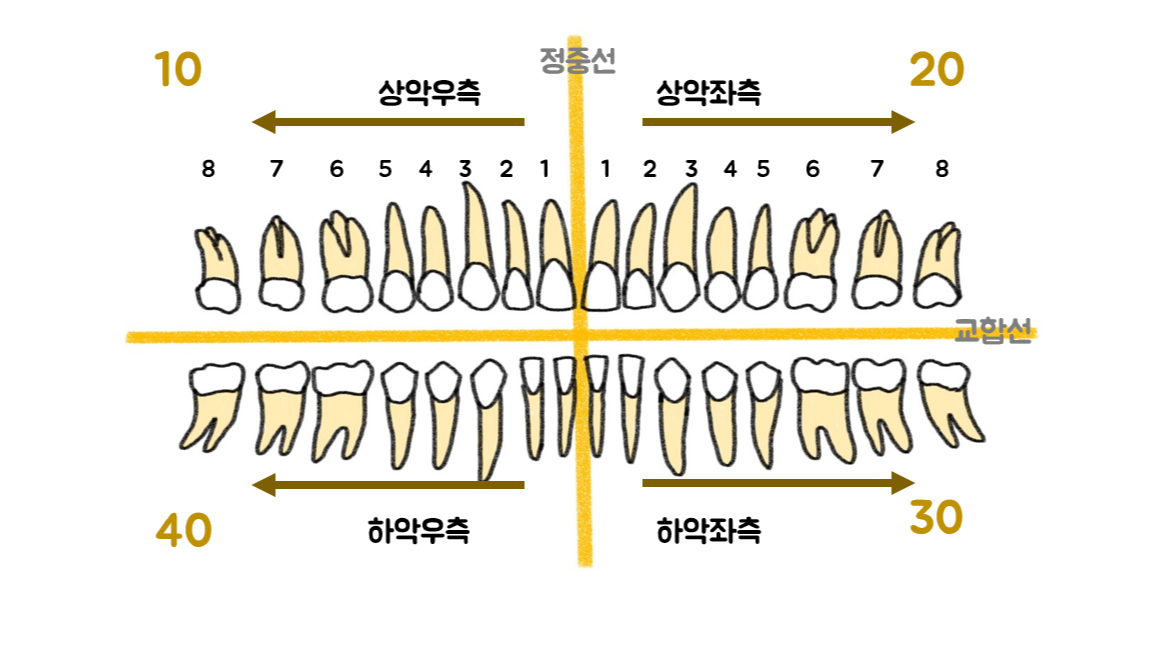 치아 이름 치아 번호 치아 종류 등 기초 치아 지식에 대해 알아보아요