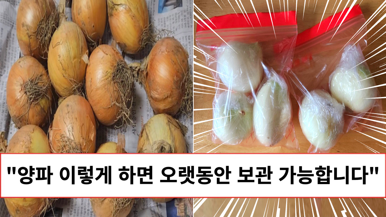 양파를 이렇게 보관하면 상하지 않고 오랫동안 먹을 수 있습니다 양파 상하지 않게 실온에서 오랫동안 보관하는 꿀팁 Top뉴스