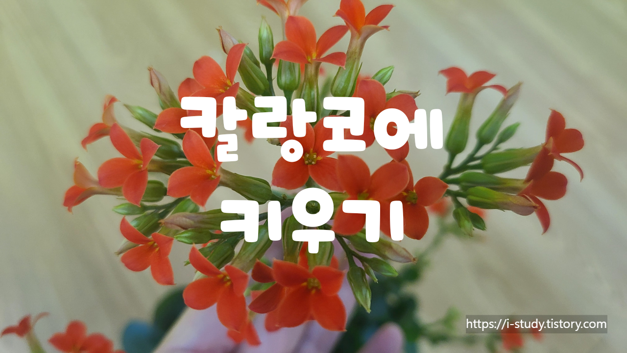 칼랑코에 키우기 카랑코에 꽃이 피었어요