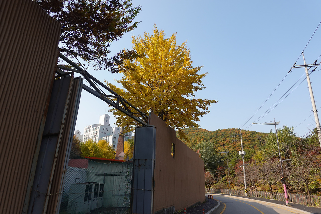 20221028 노란 은행잎 융단처럼 깔린 문닫은 수리산한증막