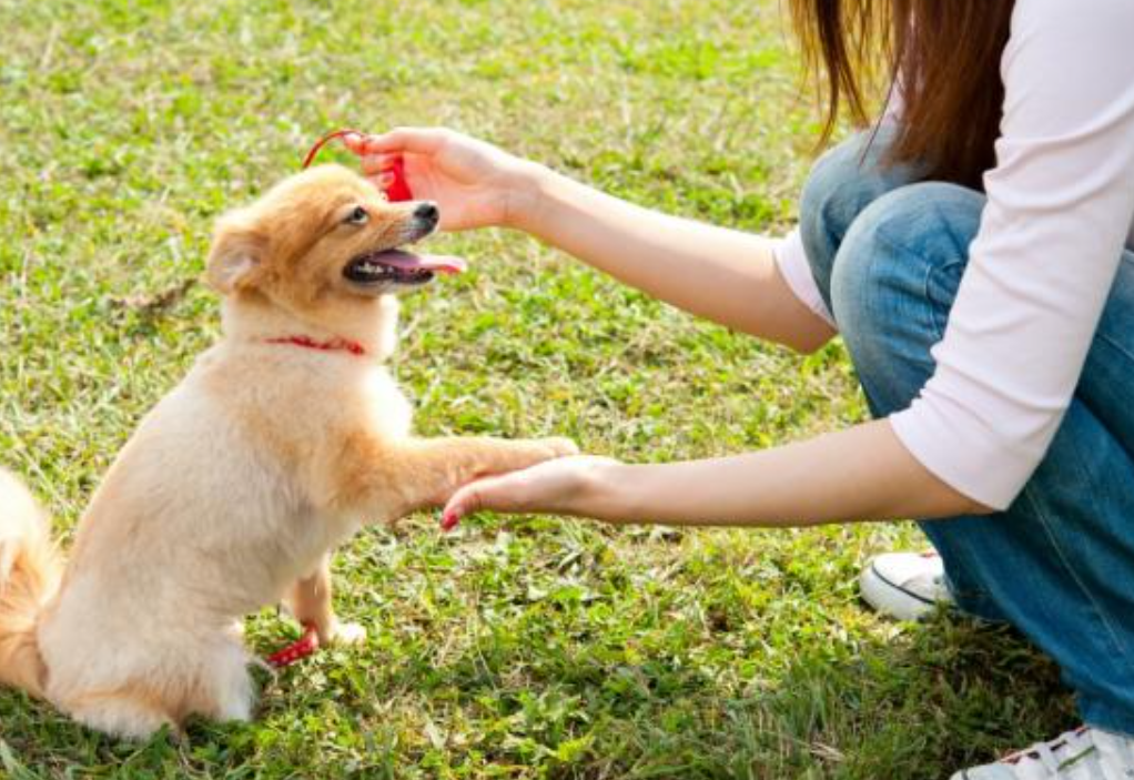 물어요 반려견을 만지려하면 으르렁 거려요