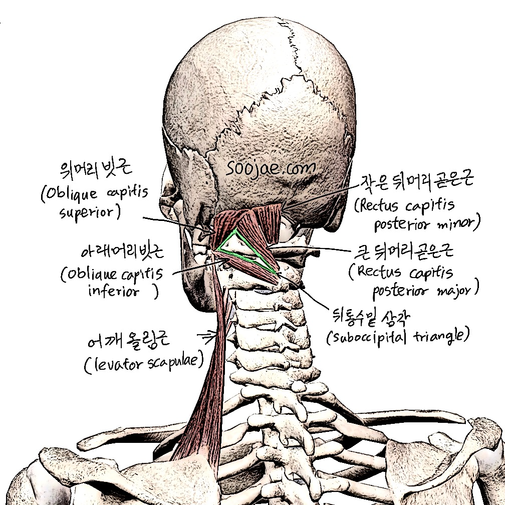뒤통수밑근육후두하근 Suboccipital Muscle