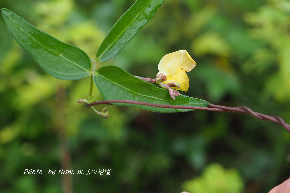 좀돌팥(콩과 동부속) Vigna minima (Roxb.) Ohwi & H. Ohashi