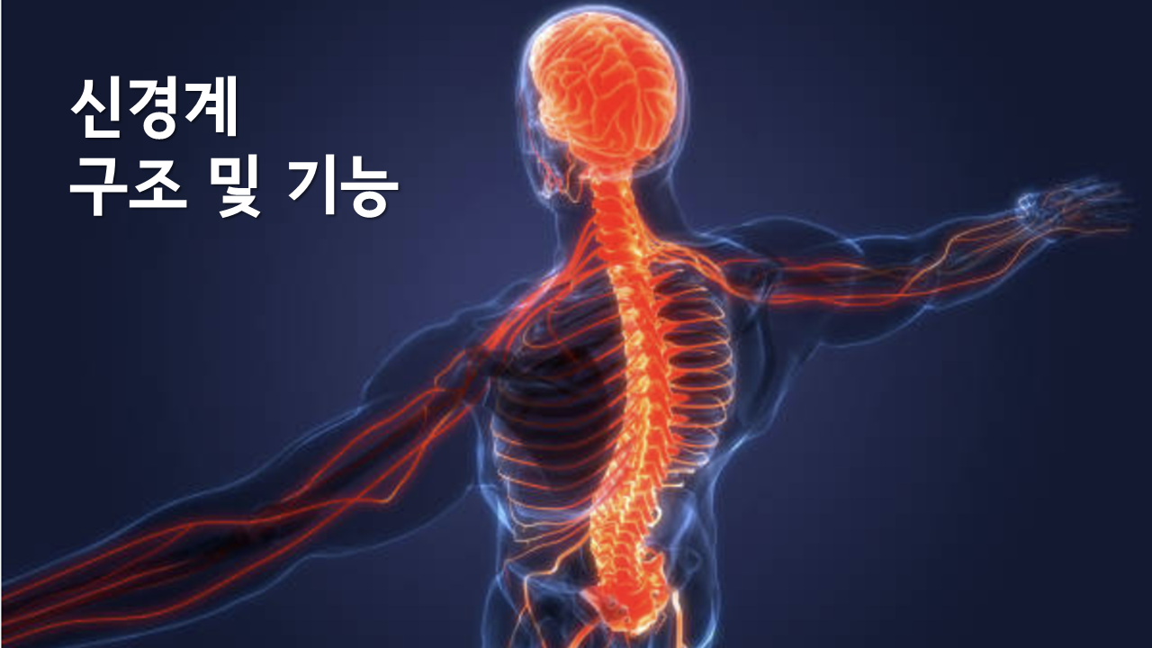 해부생리 신경계 구조 및 기능중추신경계 뇌신경 척수신경 자율신경계 생명 활동 중추