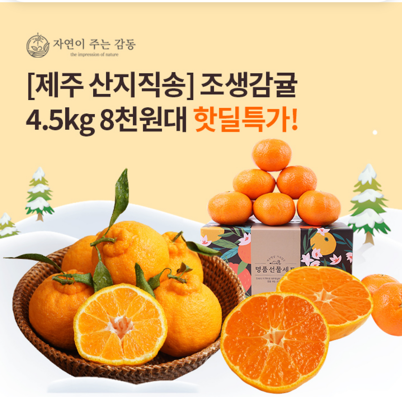 자연이 주는 감동 제주 산지직송 조생감귤 오퀴즈
