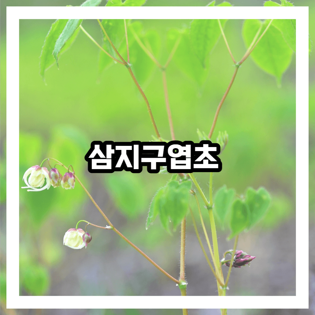 삼지구엽초 생김새 특징 구분법 성분 효능 먹는법 부작용