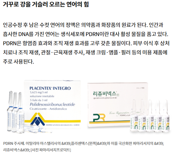 재미있는 수산이야기 Pdrn 연어주사 효과 Feat 리쥬란 쥬베룩 Mts