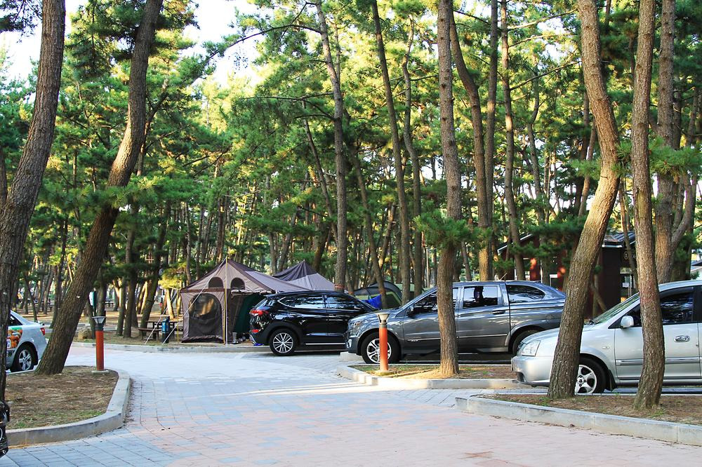 국립공원 몽산포 자동차야영장 장단점과 이용 및 예약 방법오토캠핑장