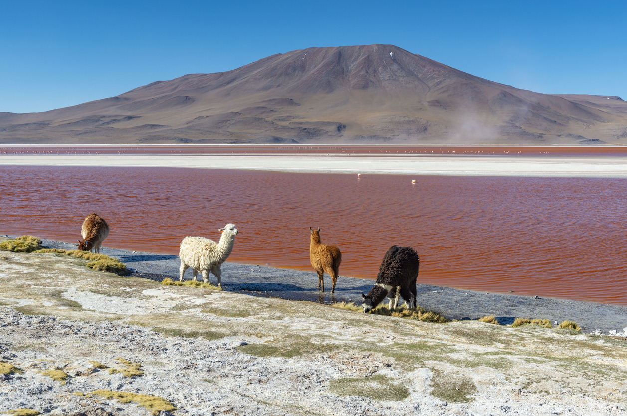 Laguna Hedionda: Bolivia's "Stinking Lake"