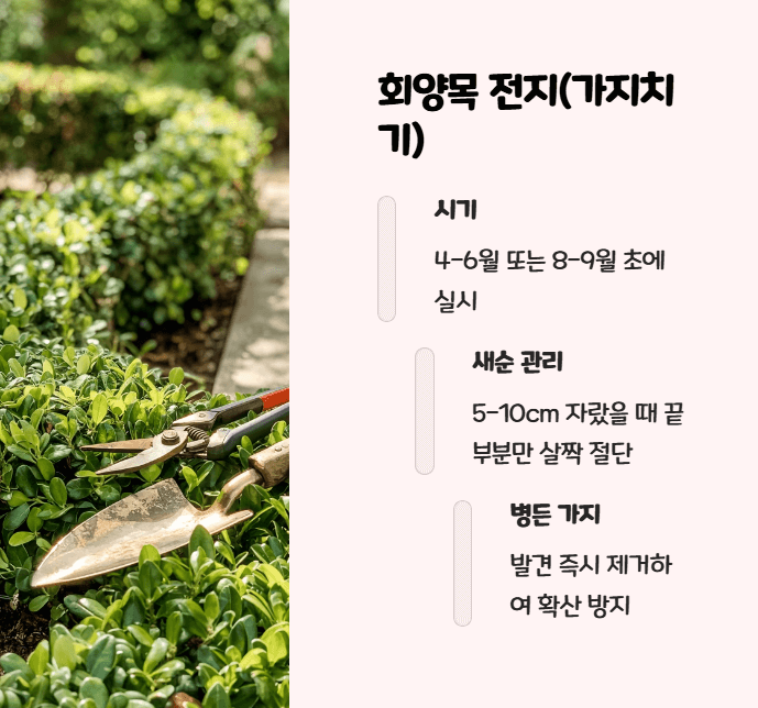 회양목 키우기 전지시기 및 방법 개화시기 꽃 병충해 묘목 심는 방법 열매