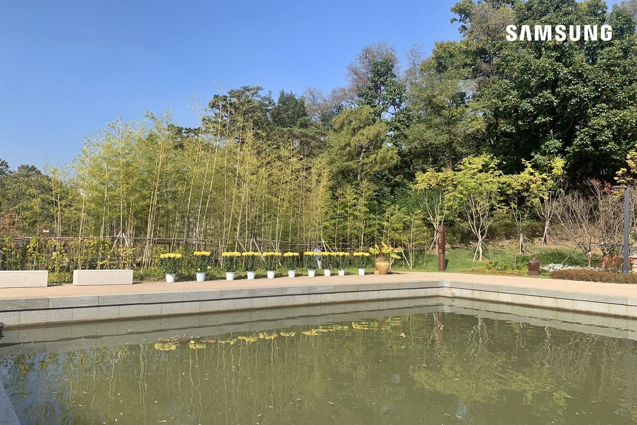 가을꽃 명소에서 인생샷 한 컷 늦가을에 가기 좋은 수원 당일치기 여행지 Feat 루비뮬리 가을 억새 단풍나무