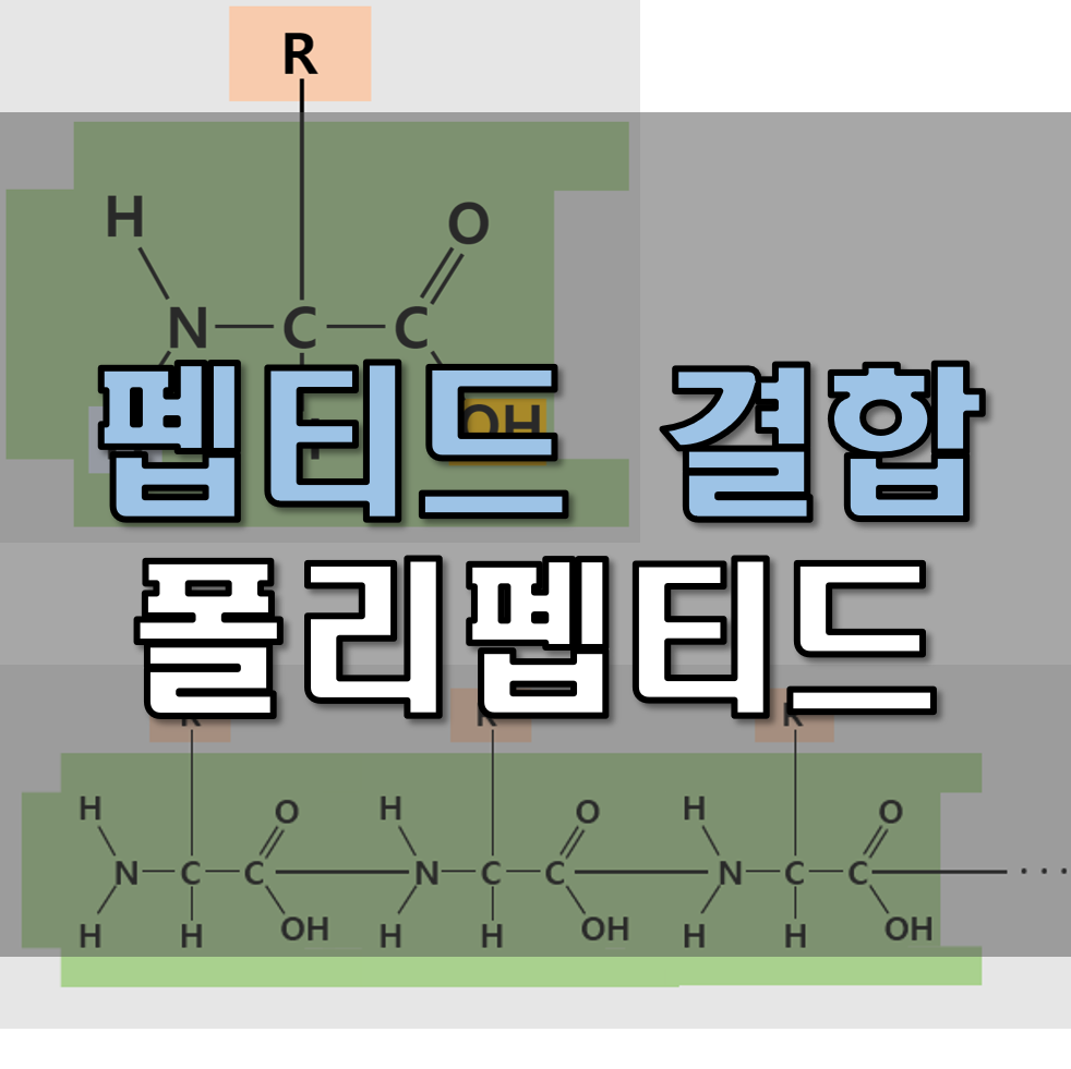 펩티드 결합과 폴리펩티드에 대하여 알아보자