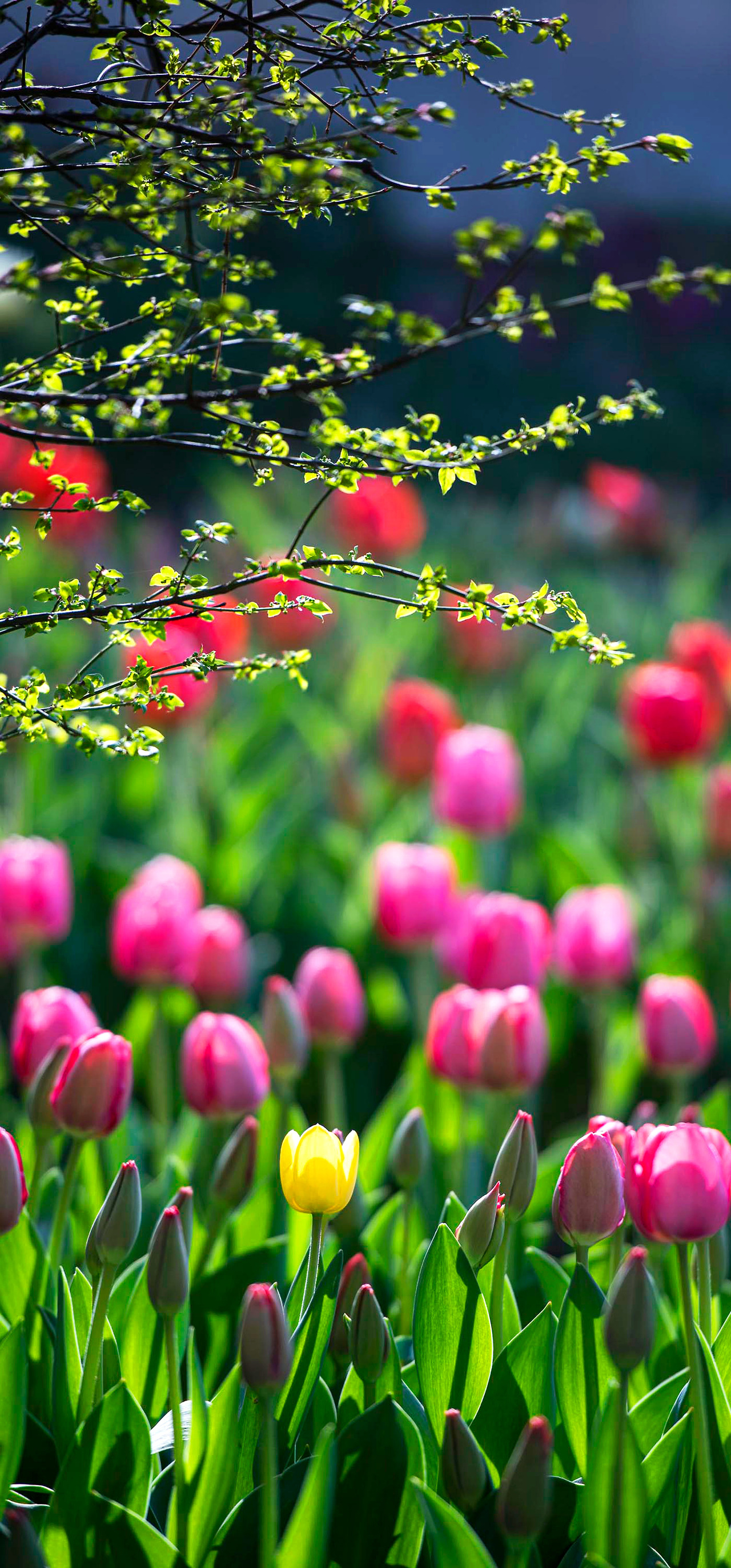 봄 향기 한가득🌼 에버랜드 봄 배경화면 콜렉션🌟