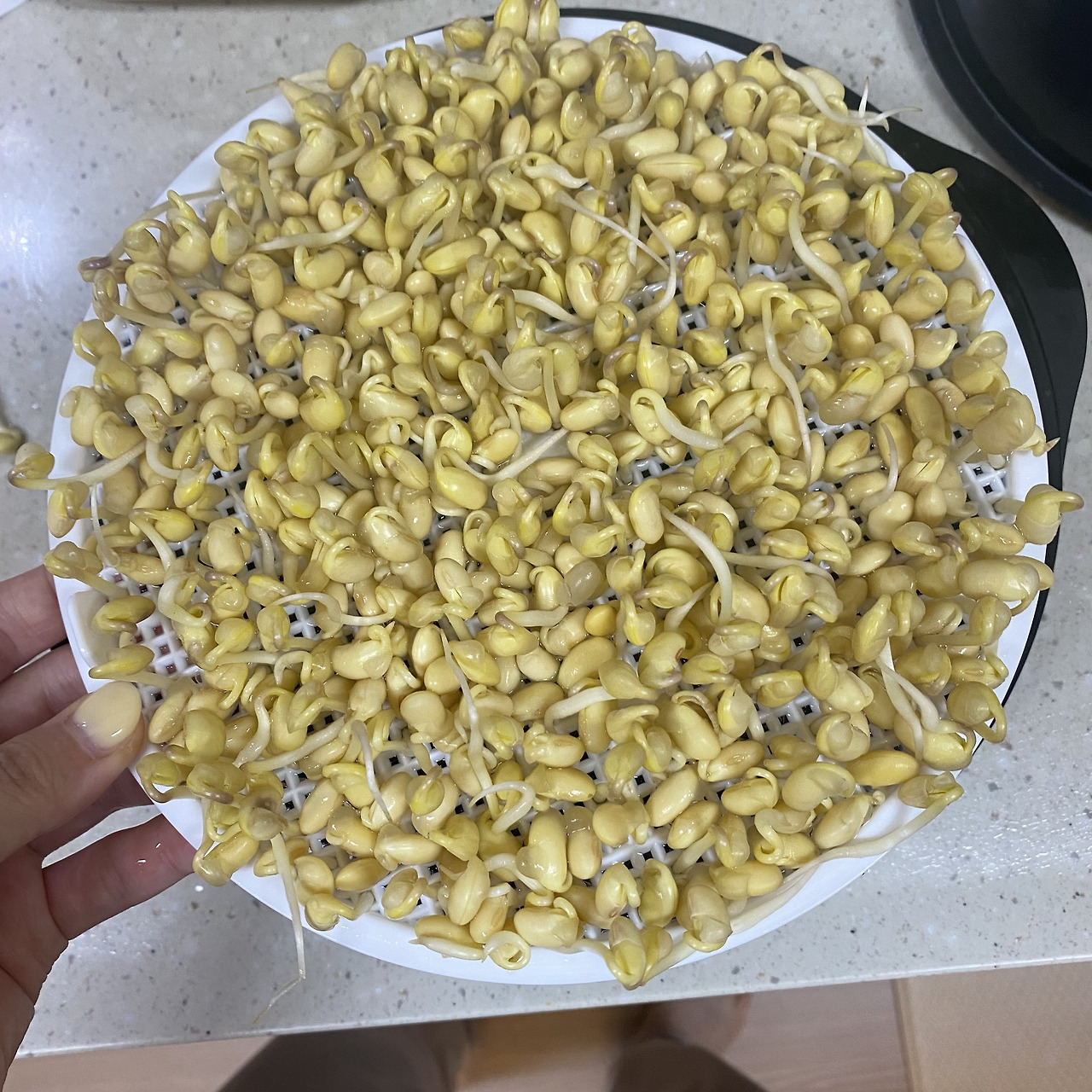 콩나물키트로 콩나물키우기 엄청난 성장력의 콩나물 직접 키워보니 키워볼맛이나다
