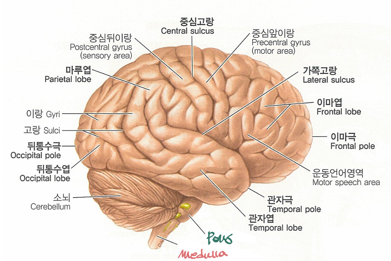뇌줄기 해부학 및 기능 Brainstem Anatomy And Function