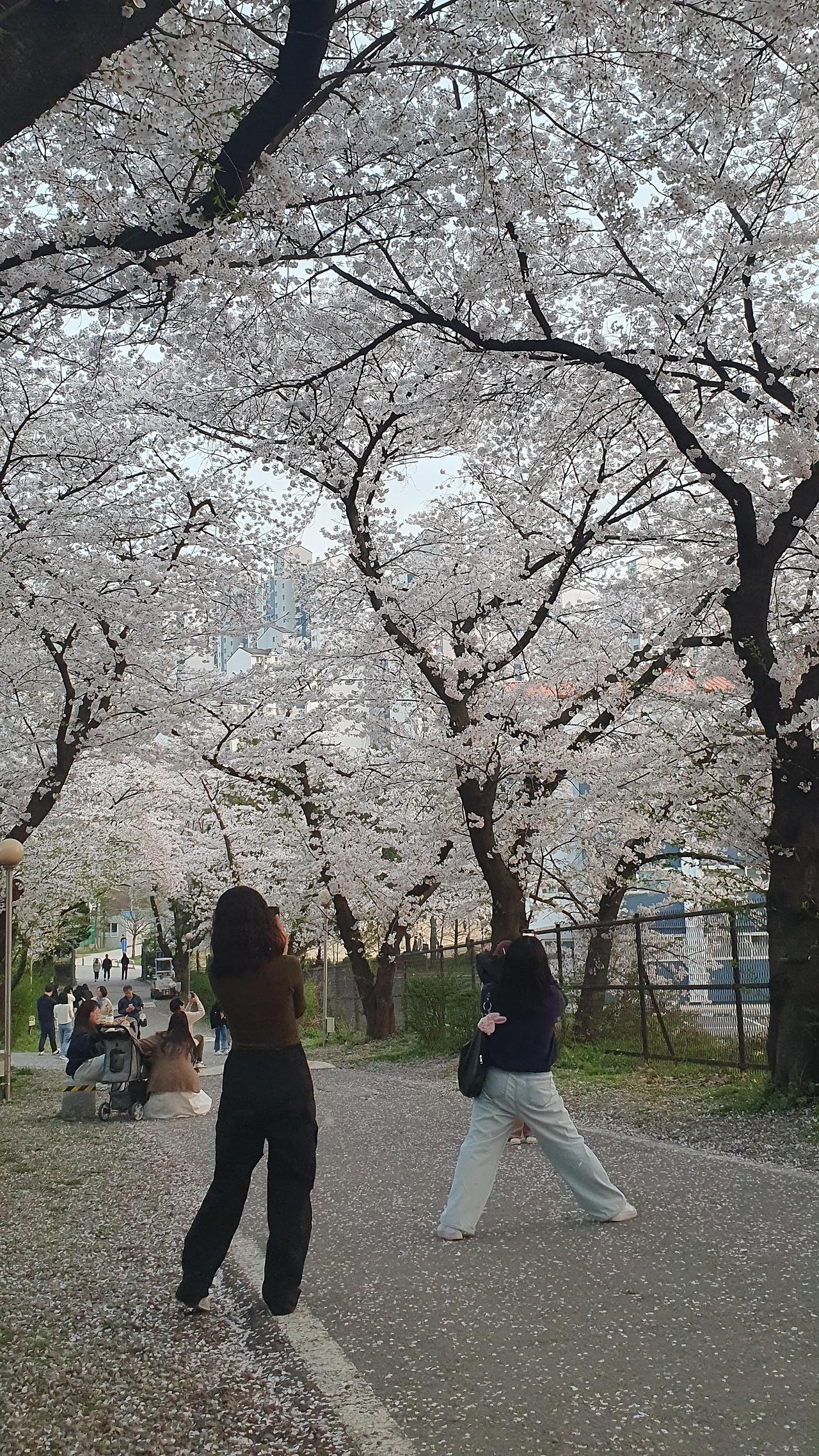 20240407 안양 벚꽃 명소 안양교도소앞 교정로 벚꽃길