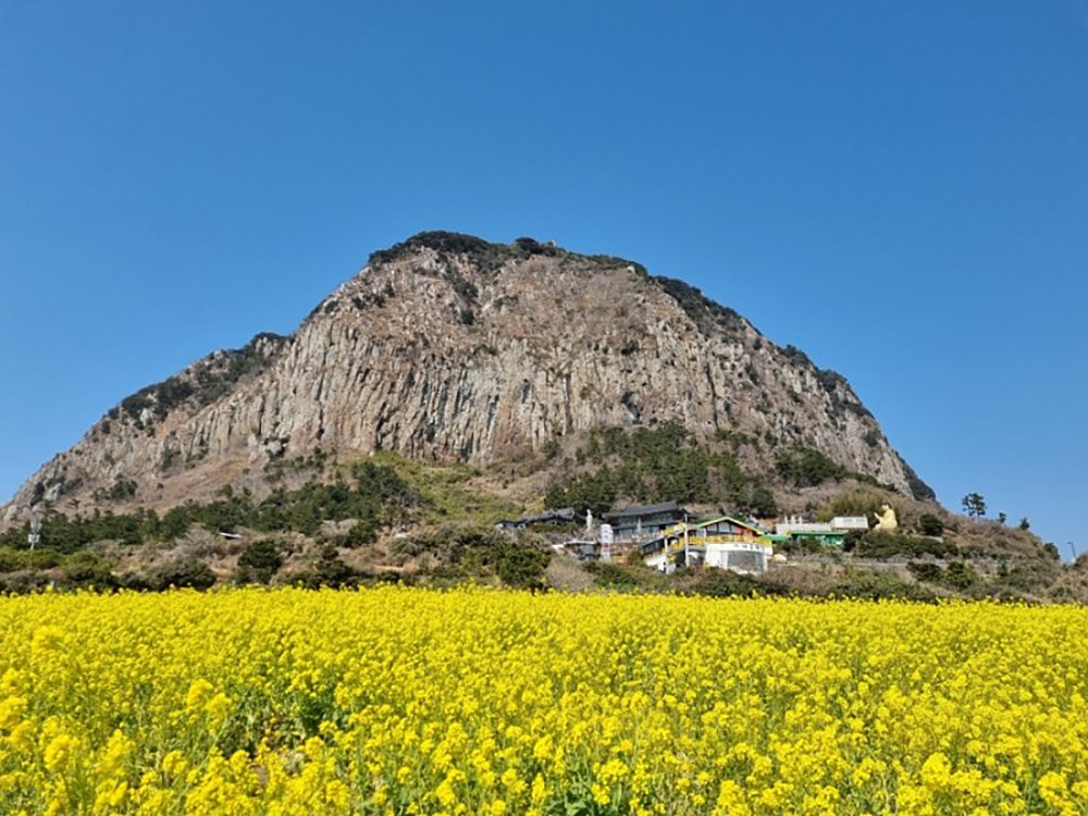 제주도 서귀포시 산방산유채꽃밭