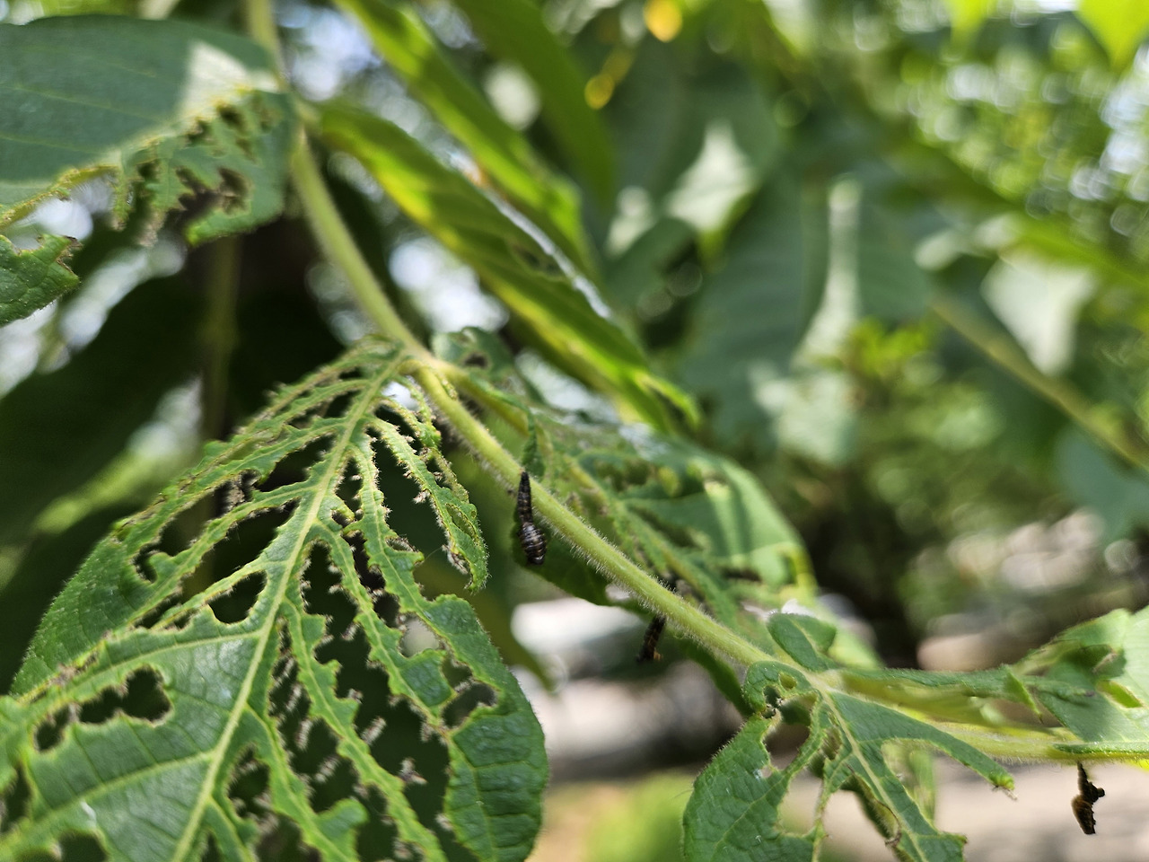 호두나무잎벌레 (Walnut Leaf Beetle)