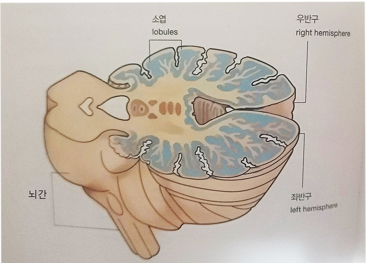 소뇌 전정소뇌 척수소뇌 신소뇌