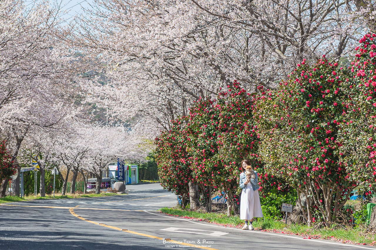 마산 가포 덕동 벚꽃길 벚꽃 동백꽃의 조화가 환상이다 벚꽃명소 추천