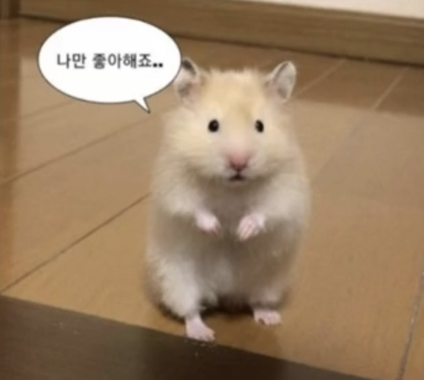 말풍선 짤 모음 2탄 고양이짤·커플짤·웃긴짤·귀여운 동물 말풍선짤 - 메인닷컴