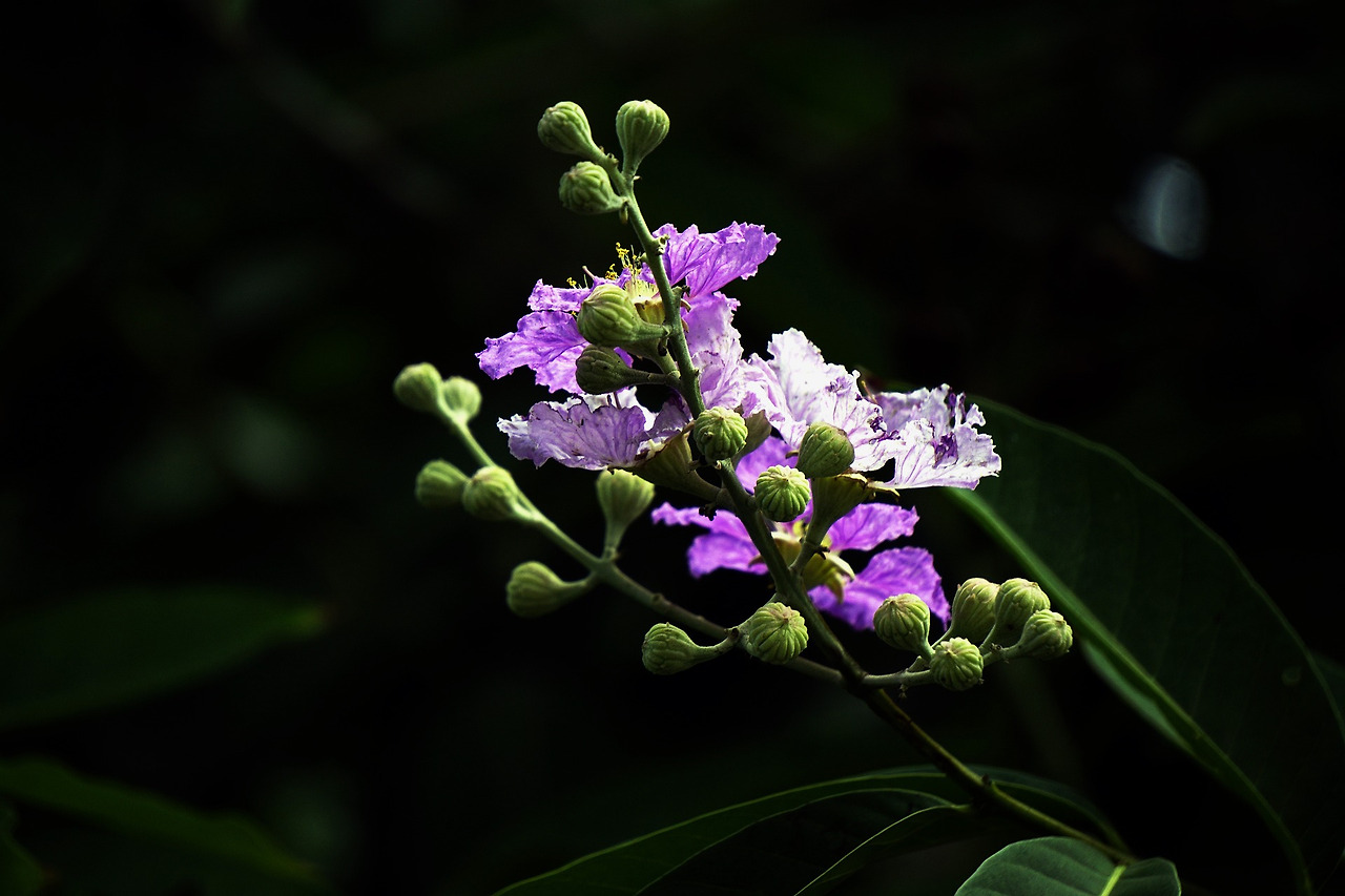 바나바잎 추출물lagerstremia Speciosa Leaf Extract 효능 및 부작용 복용 방법