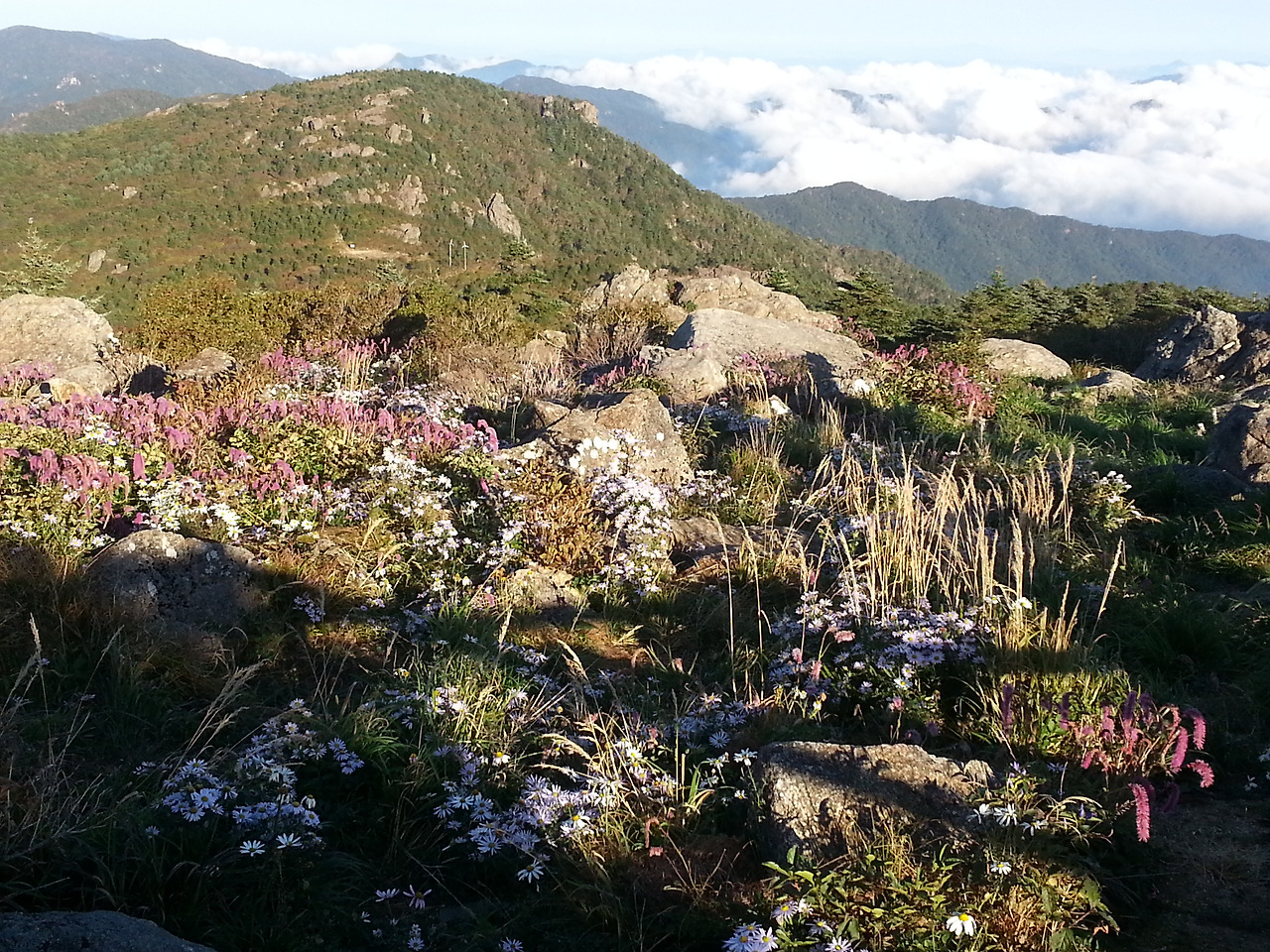 연하선경 연하선경 촛대봉 가을 촛대봉 쑥부쟁이