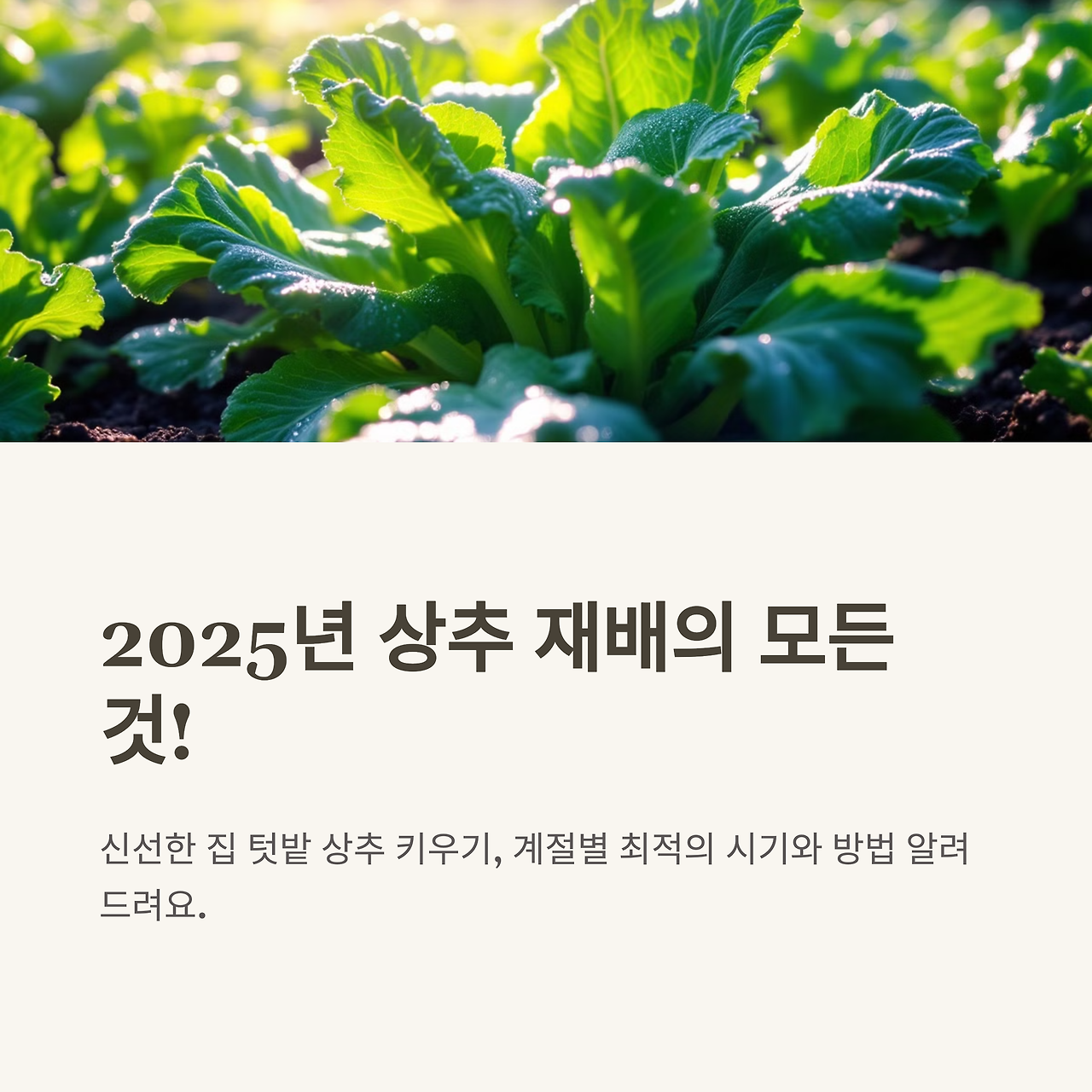상추 파종 시기모종 심는 시기와 방법 완벽 정리