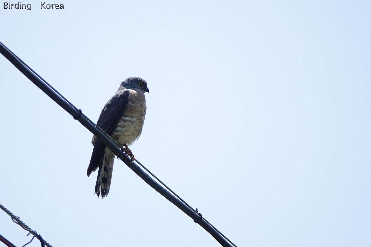 Raptors & Owls in South Korea