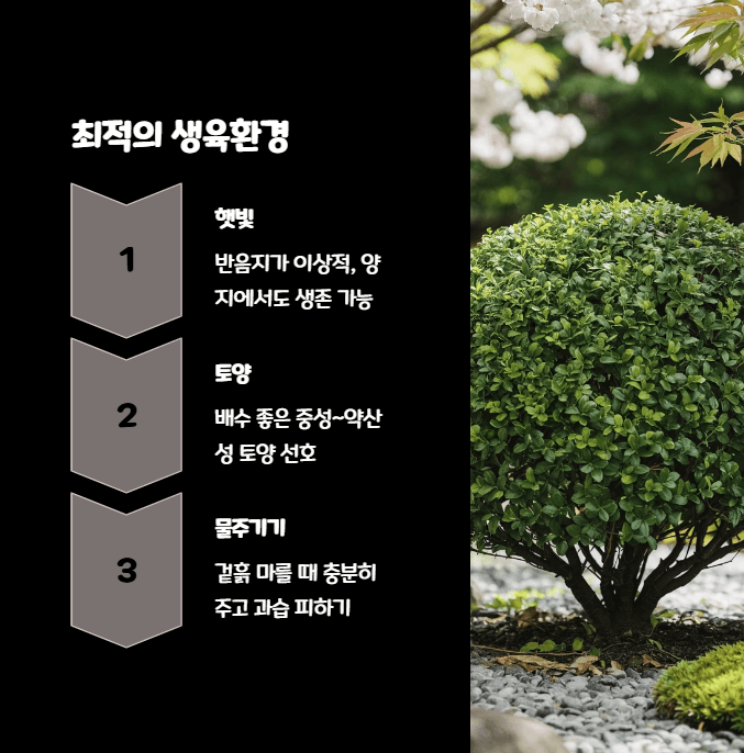 회양목 키우기 전지시기 및 방법 개화시기 꽃 병충해 묘목 심는 방법 열매