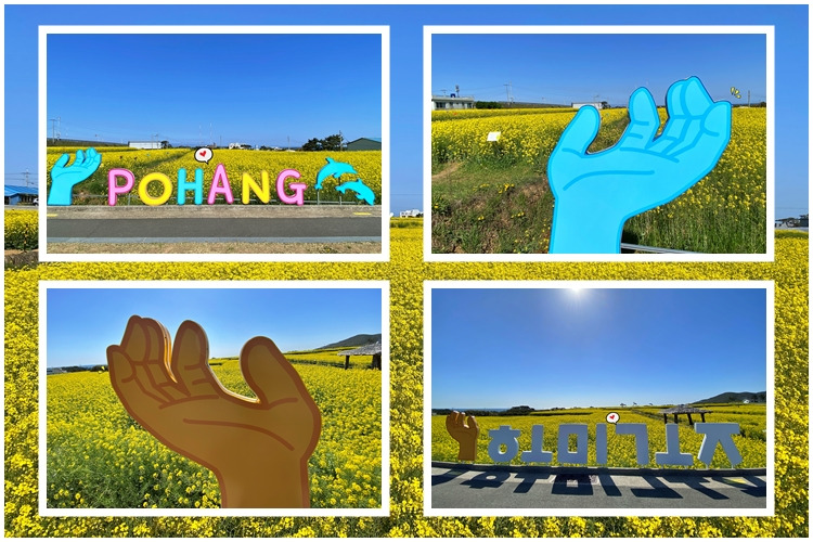 포항 여행 푸른 바다와 어우러진 노란 물결~ 호미곶 유채꽃대평원 Onpc