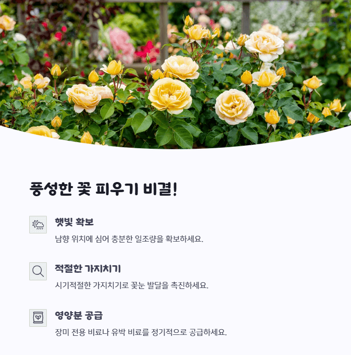 목향장미 키우기 삽목 및 묘목 심는 시기 및 방법 월동 개화시기 꽃 꽃말
