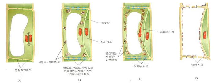 방송통신대학교 재배식물생리학 요약 정리 2 식물의 주요조직