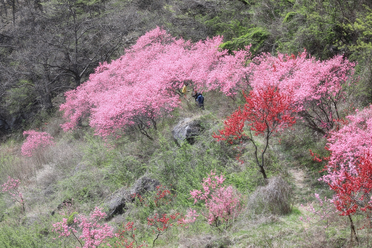 국화를 닮은 홍도화 국화도 꽃 진분홍 국화도화