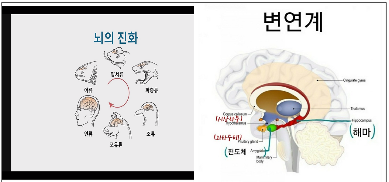 인간 뇌 구조와 스토리텔링 관계