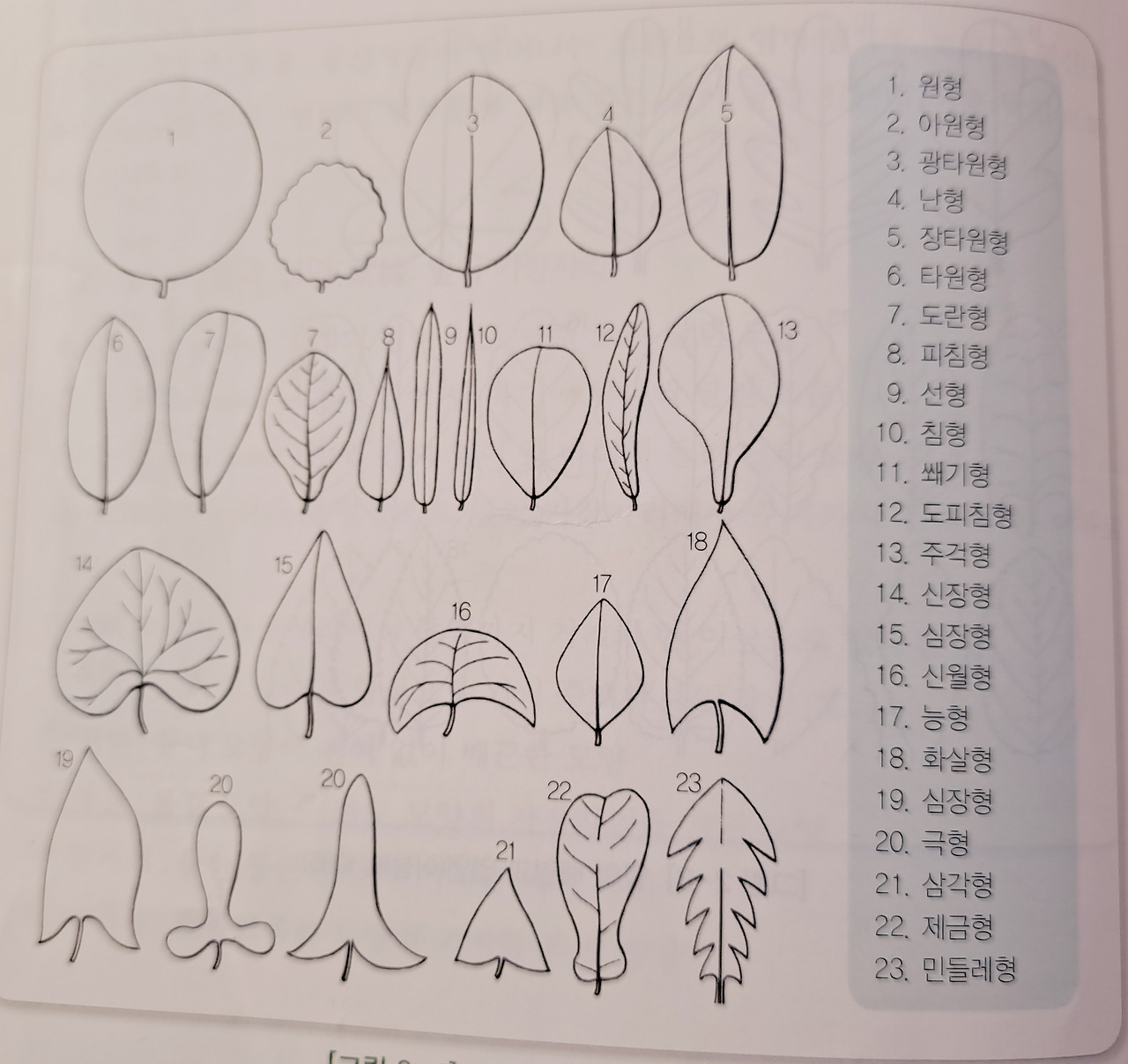 피자식물의 잎의 구조 상세 그림 잎의 배열 잎 가장자리 잎 모양 잎 끝 모양 잎 밑 모양 복엽 종류 등에 따른 구분