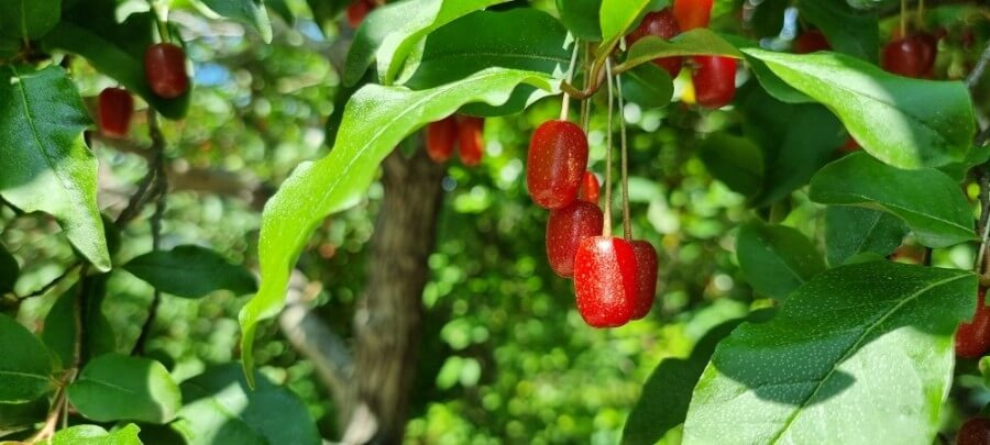 블랙마카 효능 10가지 및 복용법 및 부작용