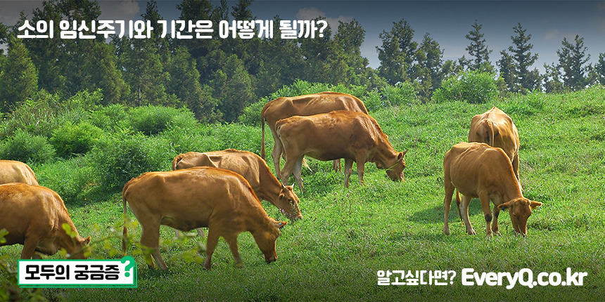 소의 임신주기와 기간은 어떻게 될까 소 임신주기 소 임신기간 소 임신기간 계산법