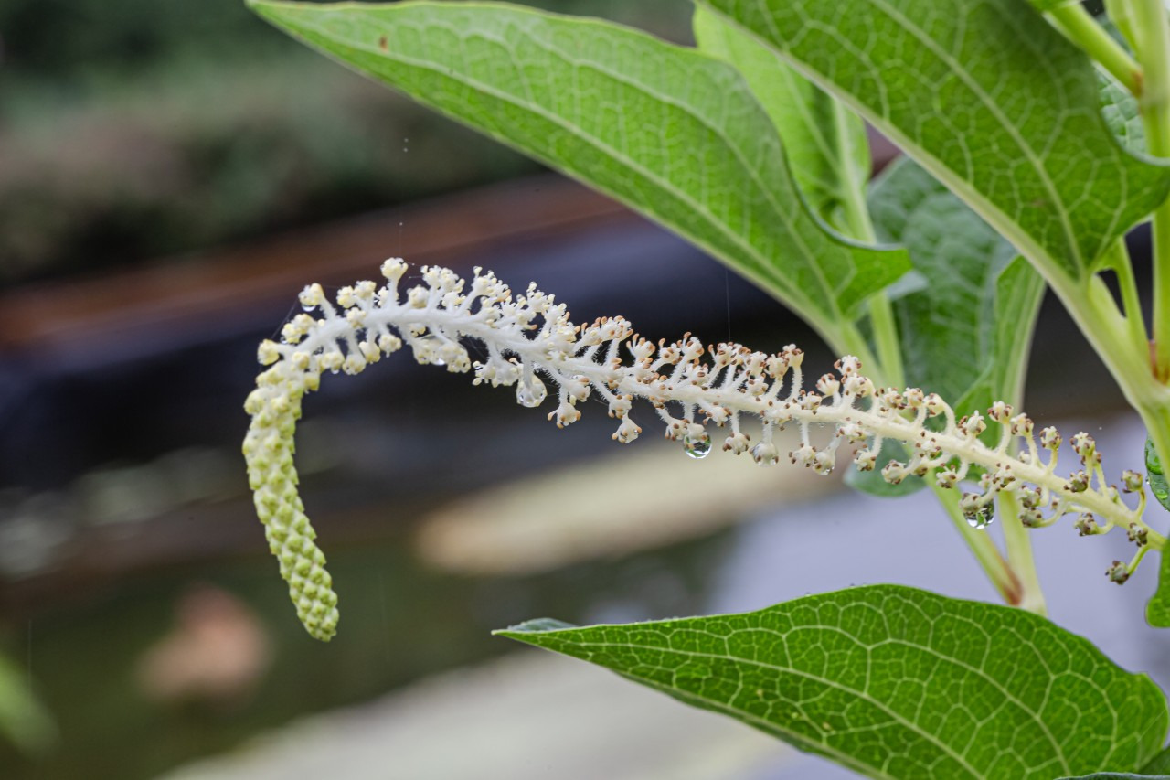 삼백초 효능 및 부작용 먹는법