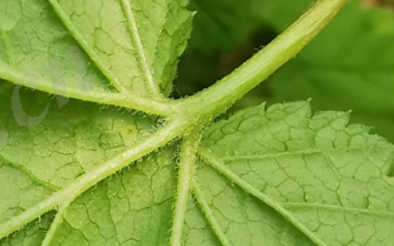 까치밥나무속 식물들 비교 까치밥나무 바늘까치밥나무 꼬리까치밥나무 좀꼬리까치밥나무 까마귀밥나무 개앵도나무 개당주나무