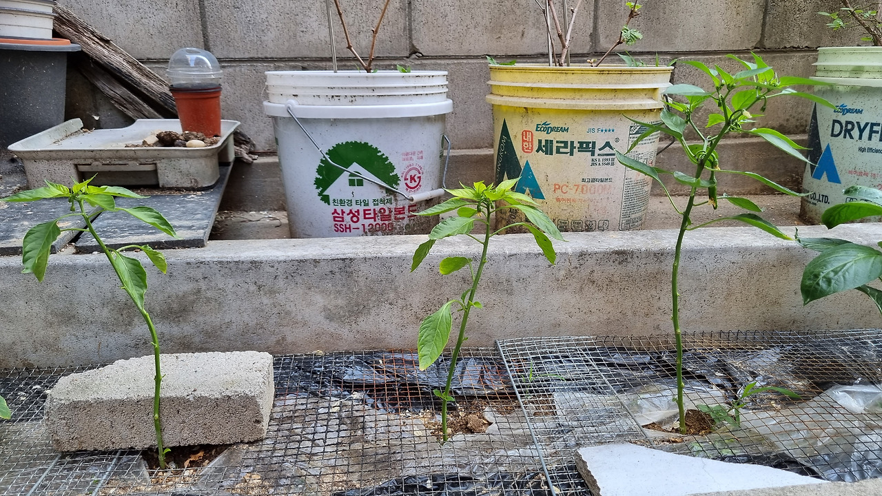 4 마디 호박 고추 피망 파프리카 병해충진딧물