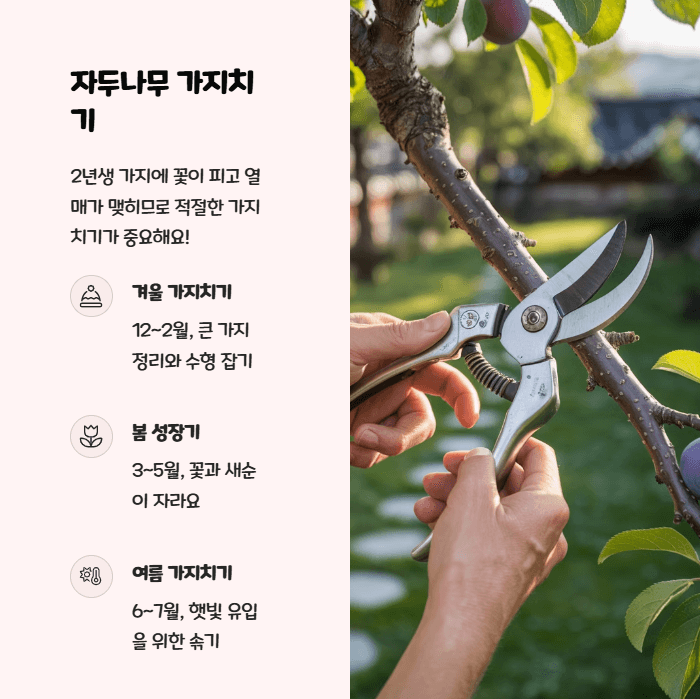 자두나무 키우기 종류 가지치기 방법 약치는 시기병충해 묘목 심기 꽃 수확시기