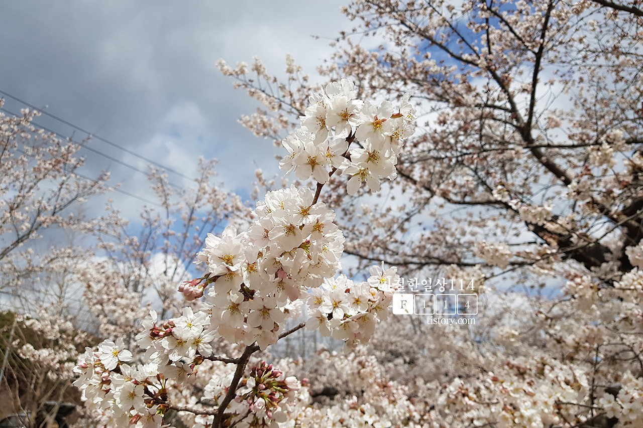 벚꽃놀이 명소 울산 언양 작천정 벚꽃길 Plus 벚꽃개화시기ㅣ주변카페정보