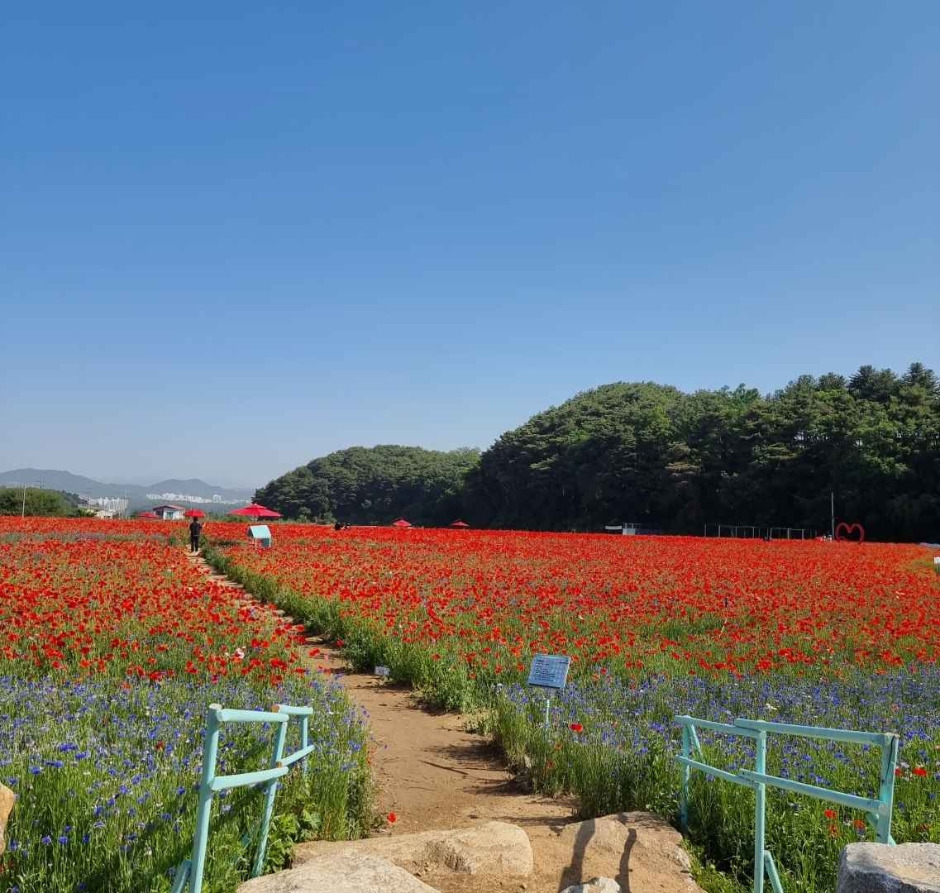 원주 용수골 꽃양귀비 축제 일정 행사내용