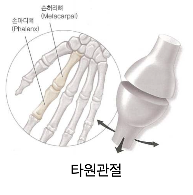 관절의 종류 평면관절 안장관절 경첩관절 중쇠관절 절구관절 타원관절