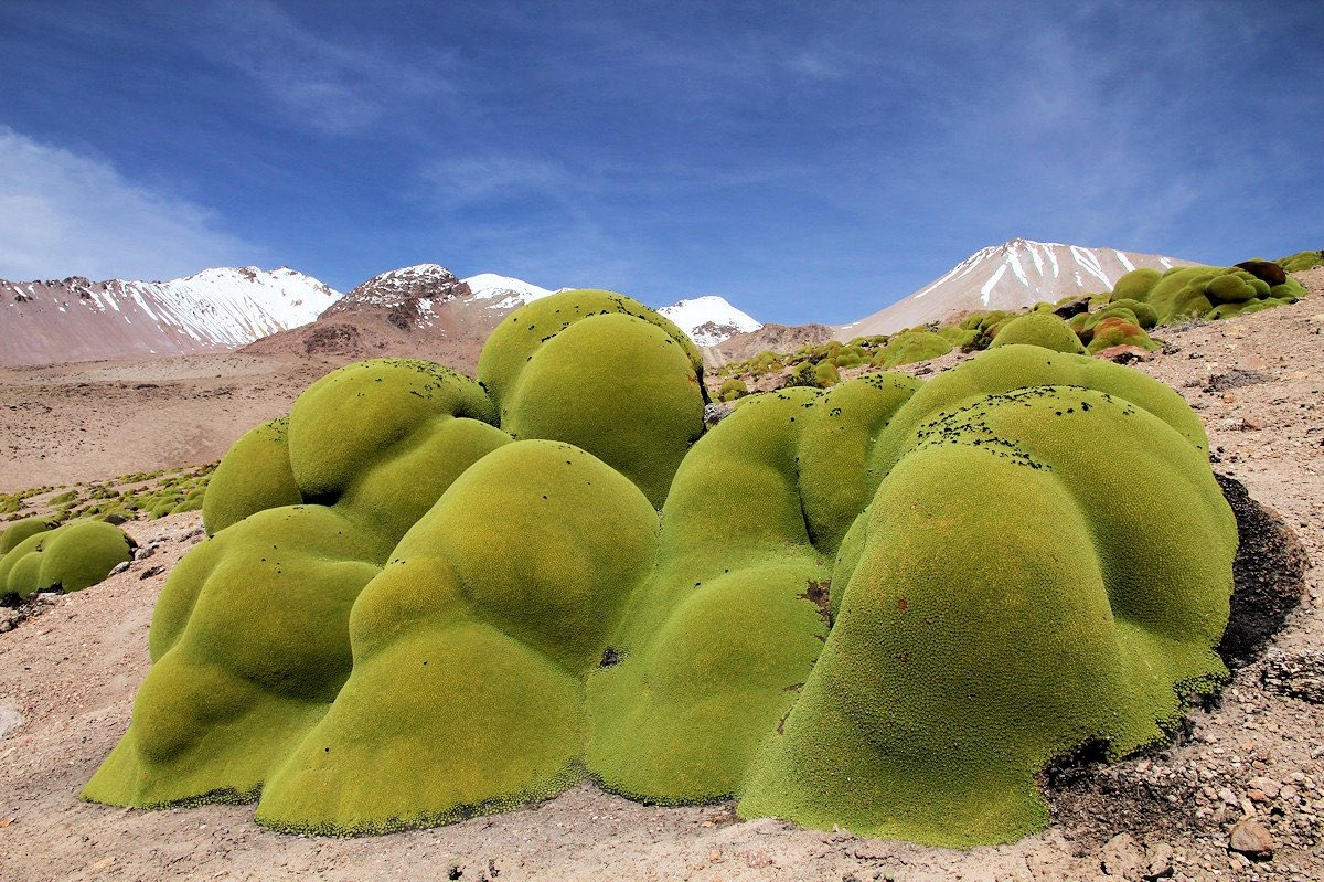 야레타(Azorella compacta)