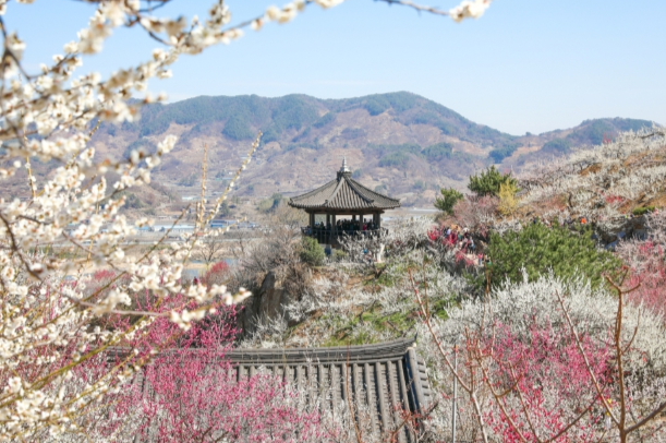 2025 광양 매화축제 기간 일정 개화상황
