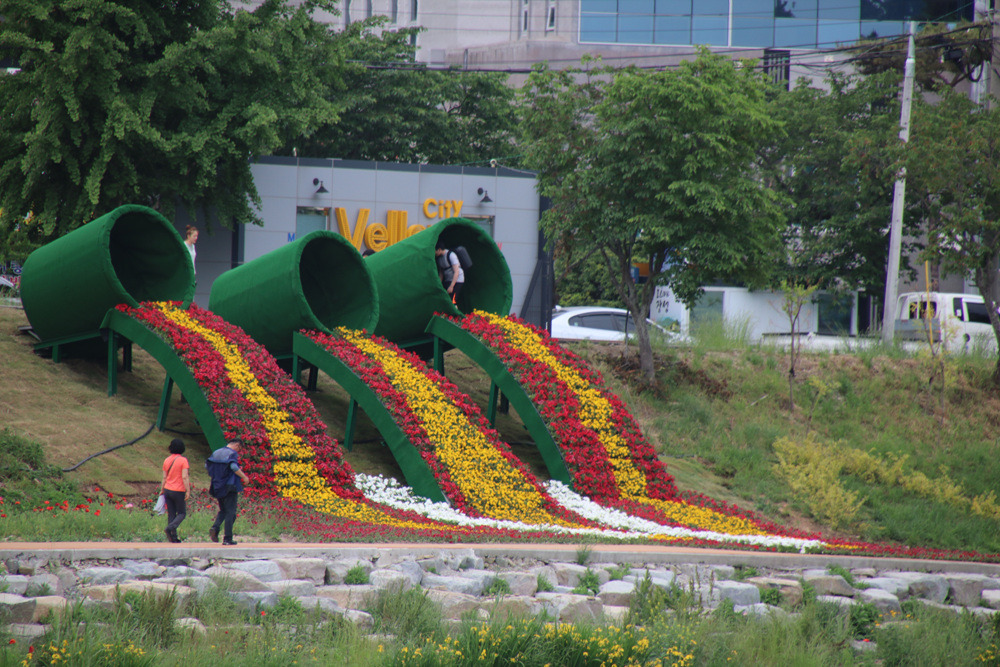 장성 황룡강 홍길동무 꽃길 축제 꽃양귀비 물결로 가득 데이트 장소