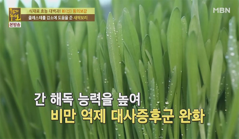 새싹보리 효능 영양소 부작용 먹는법