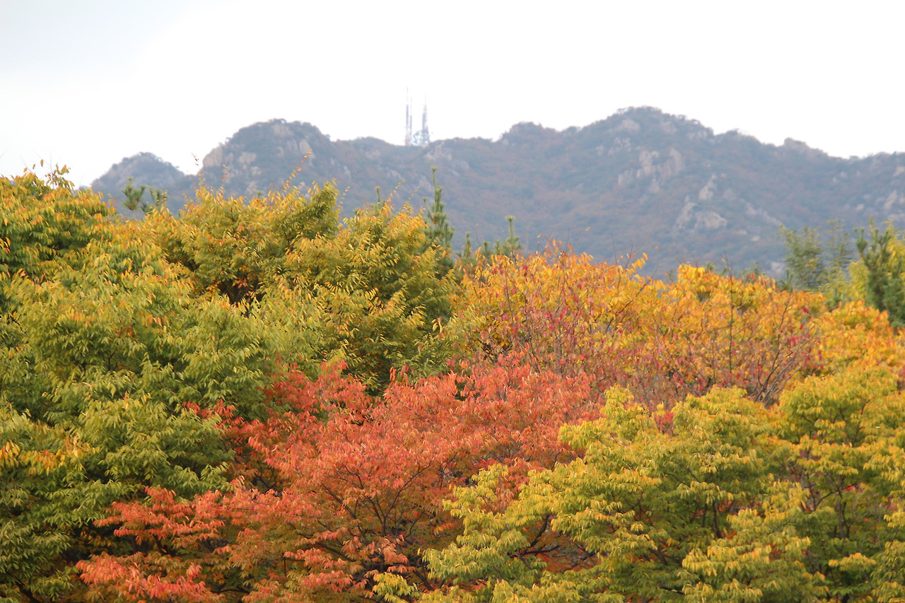 [20231022]안양 학운공원 단풍과 관악산